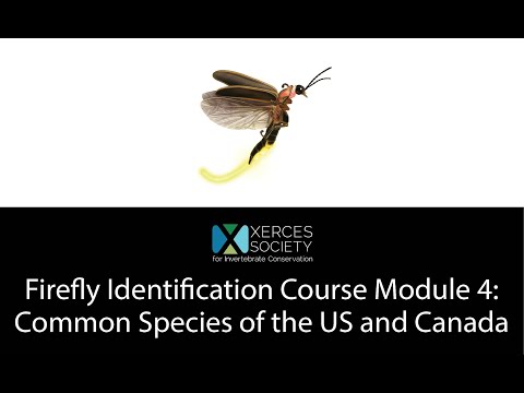 Firefly Identification Course Module 4: Common Species of the US and Canada
