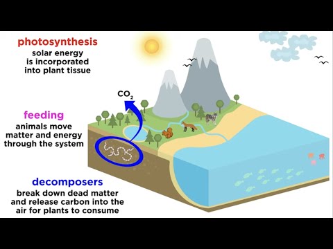 Scales of Ecology Part 3: Ecosystems