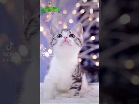 Cute Cat- Nom Nom Nom