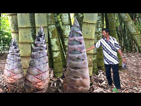 10 Tumbuhan Raksasa Terbesar di Dunia – Asli Bukan Rekayasa Teknologi Pertanian