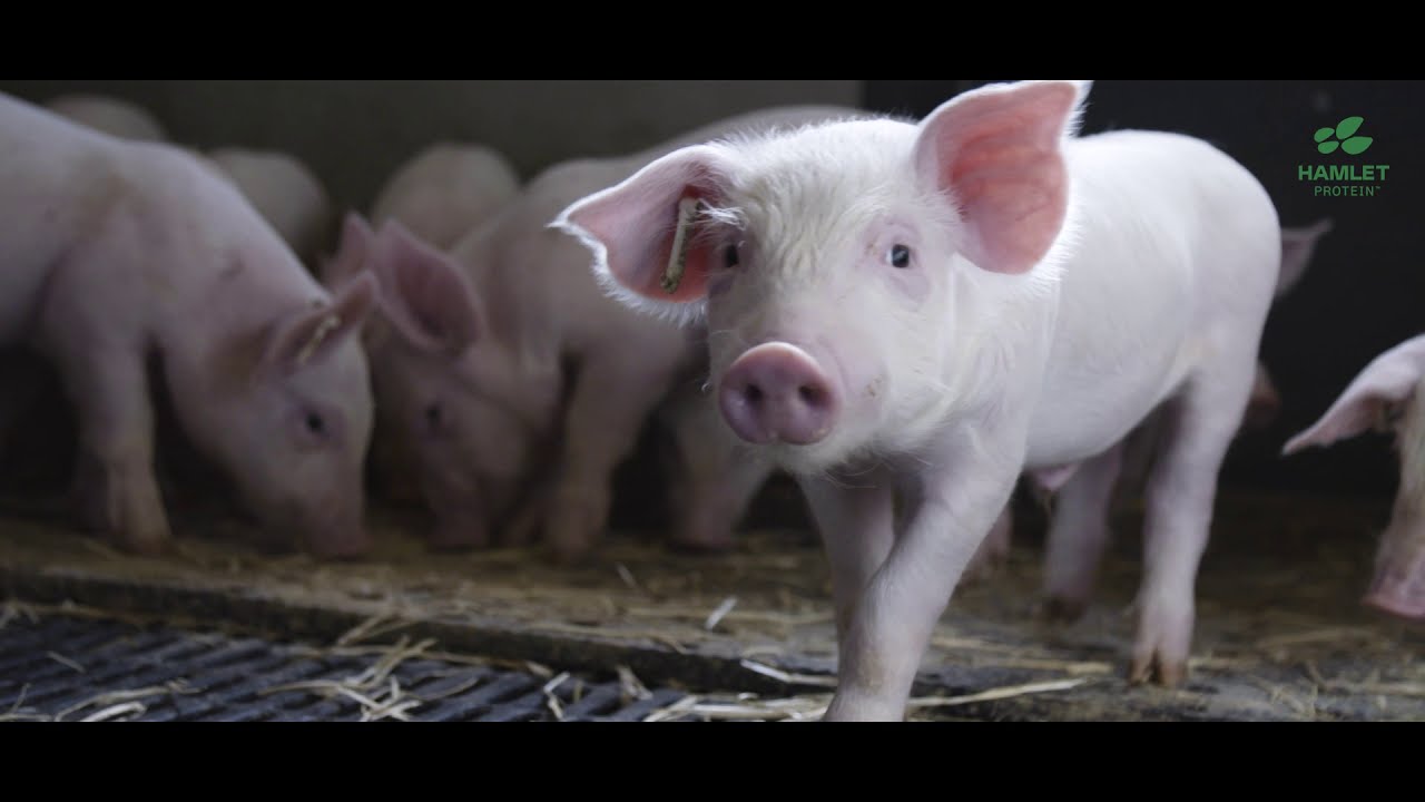 HP 300 - Results from 20 years of feeding trials are the proof