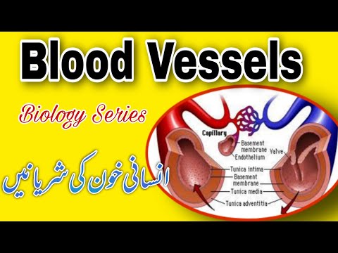 BLOOD VESSELS Explain in Urdu | Biology Series :01 | Quick Review