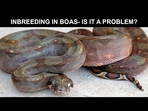 Inbreeding in Boas- Is it a Problem?