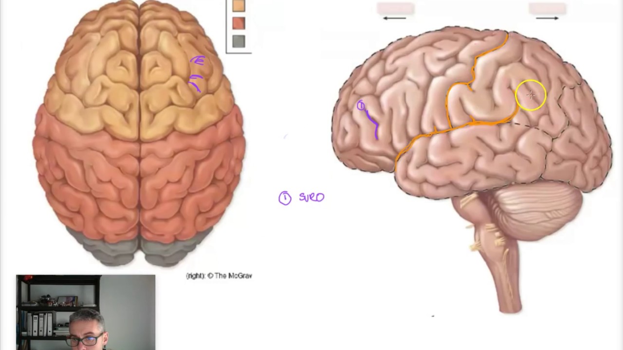 CEREBRO 1 ANATOMIA GENERAL