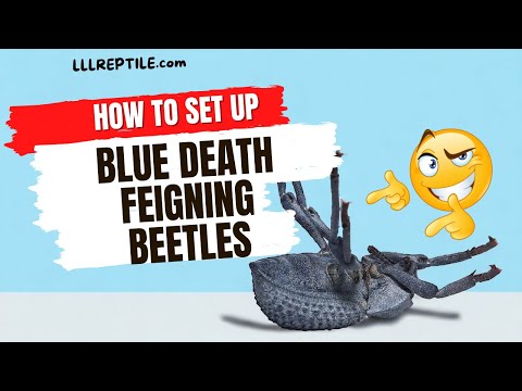 How to set up blue death feigning beetles