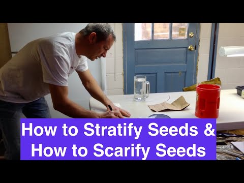 How to Stratify and Scarify Seeds