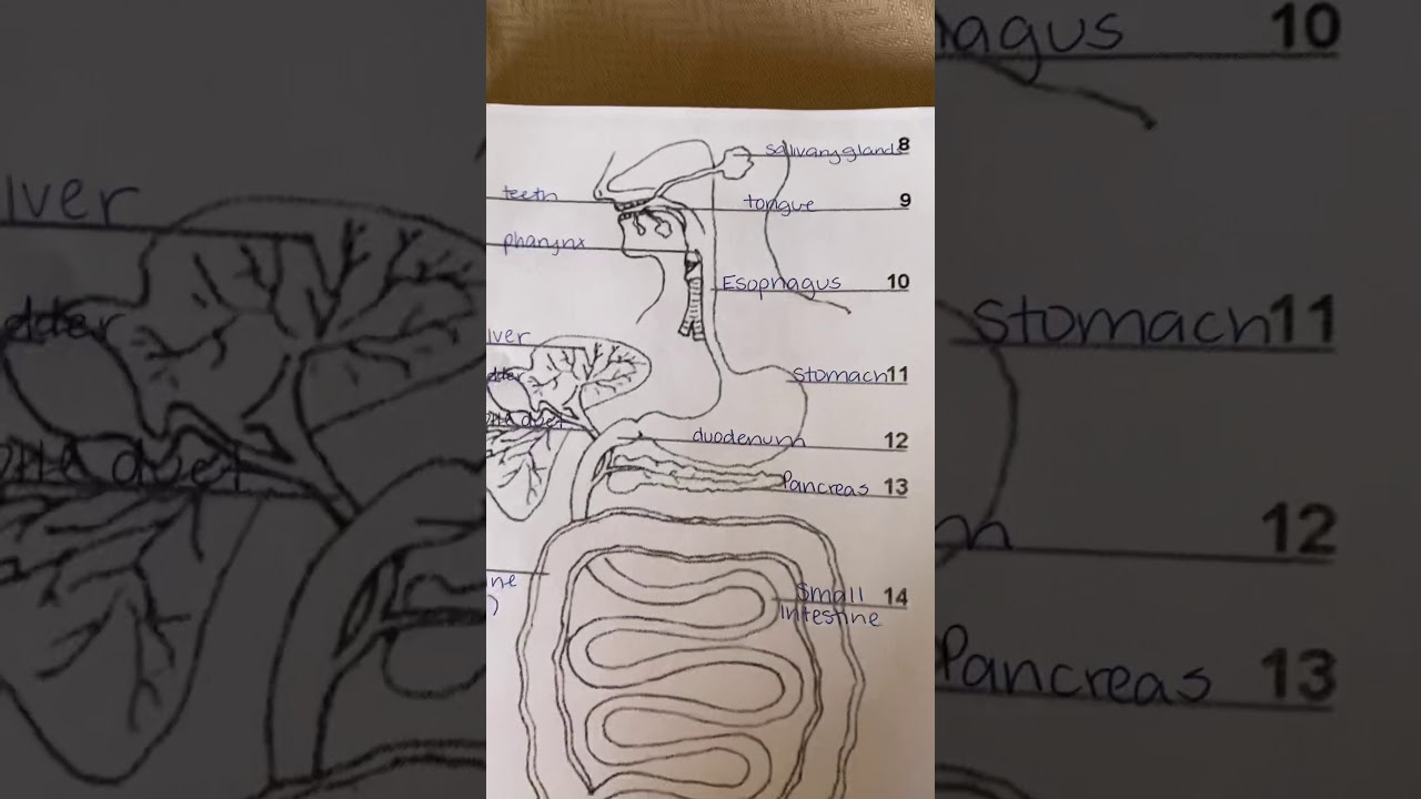 Digestive System Diagram Quiz
