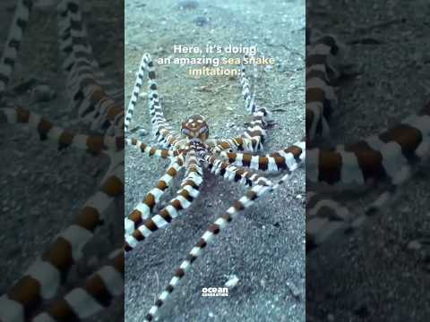 This octopus MIMICS venomous animals ππ€― Hereβs why π