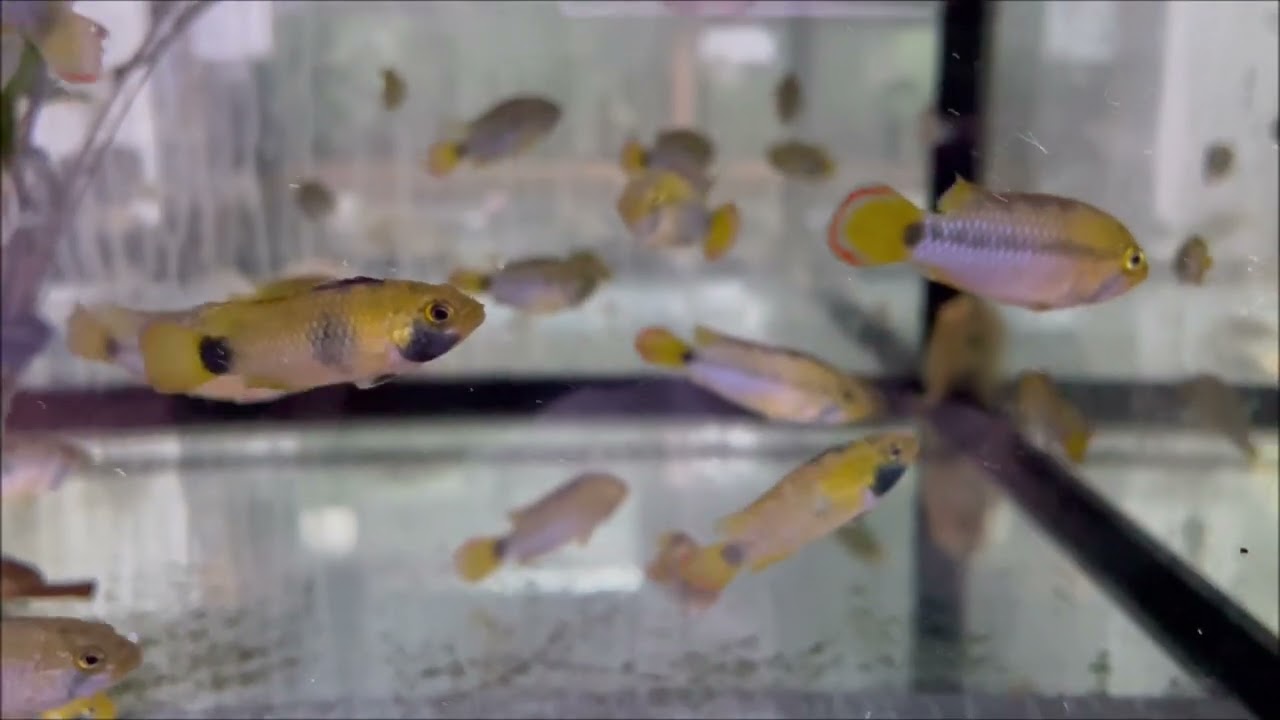 Panda-Zwergbuntbarsch - Apistogramma nijsseni, 18,99