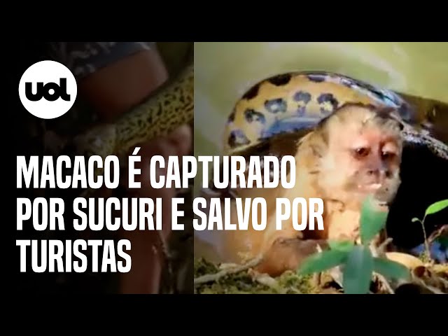 Vídeo mostra resgate de macaco capturado por sucuri em MS