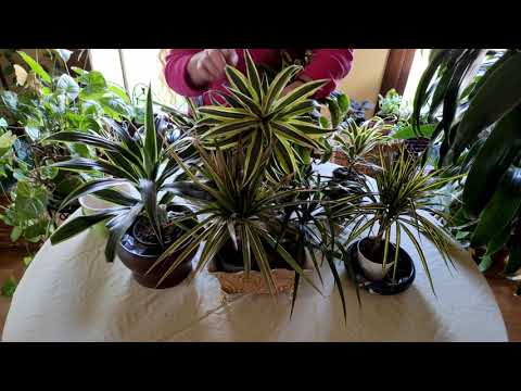 Dracaena Plant Care: What to Know