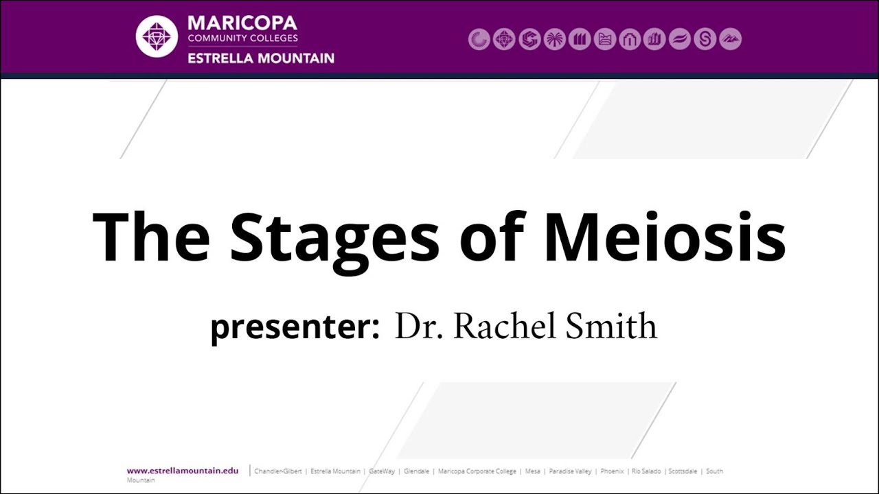 Understanding The Stages Of Meiosis A Comprehensive Guide Galaxy Ai
