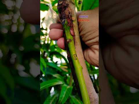 R2E2 MANGO SIDE GRAFTING | HOW TO CARE FOR YOUR GRAFTED FRUIT TREES BY PINOY GRAFTER