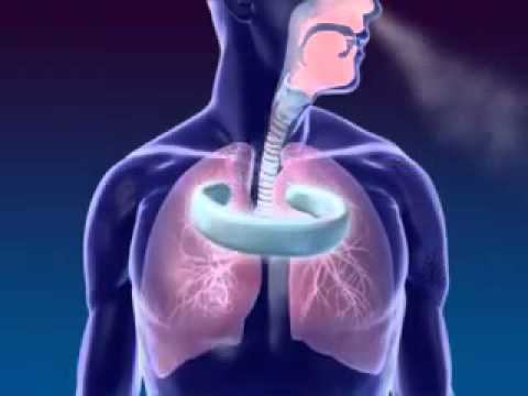 Respiration-Ventilation 3D Medical Animation 01152-664.378-4817