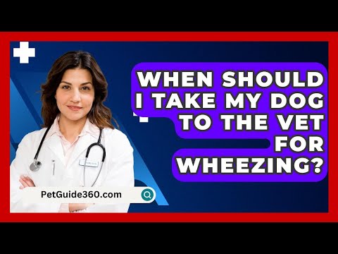 When Should I Take My Dog To The Vet For Wheezing? - PetGuide360.com