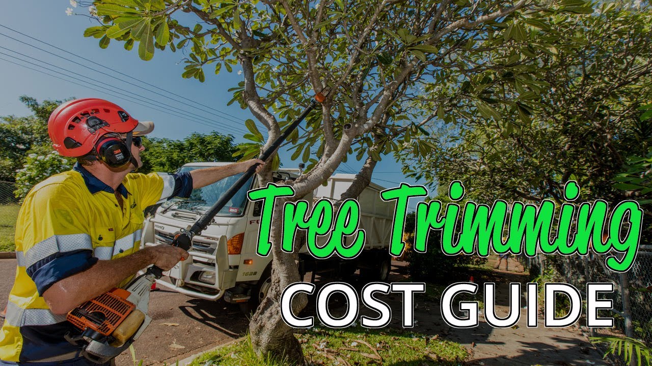 What is the average cost of tree trimming? (A Quick Guide)