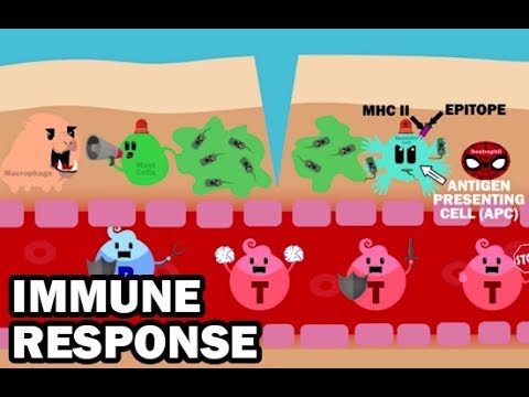 IMMUNE RESPONSE TO BACTERIAL INFECTION (Innate vs. Adaptive)