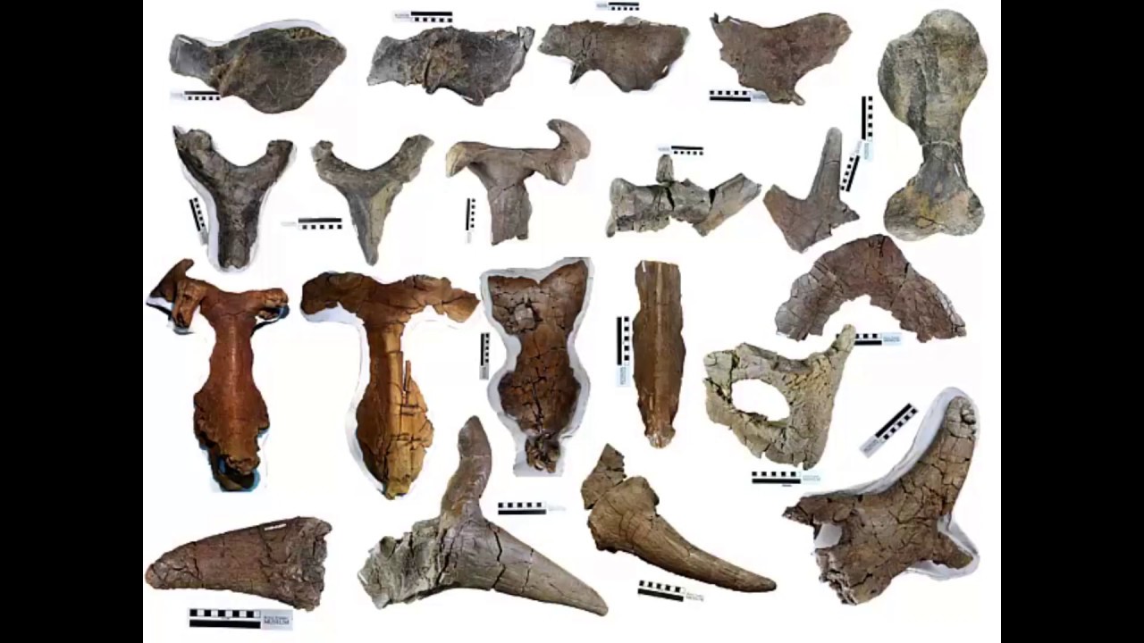 A Year in the Life of the Royal Tyrrell Museum’s Palaeontology Lab