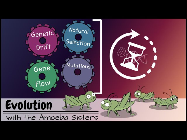 Understanding Biological Evolution: Mechanisms and Evidence | Magica