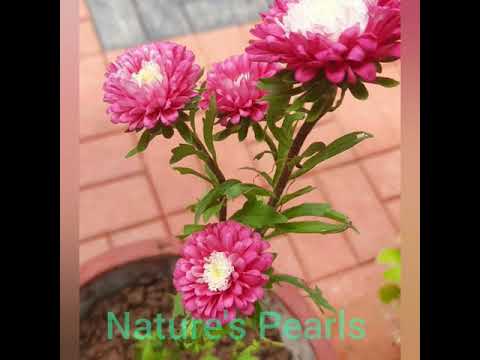 Charming Aster flowers in my garden..๐