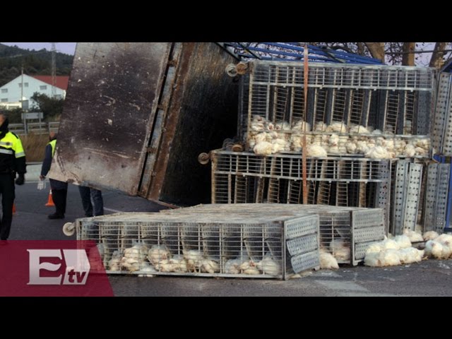 Roban pollos tras accidente entre tráiler y camión en García