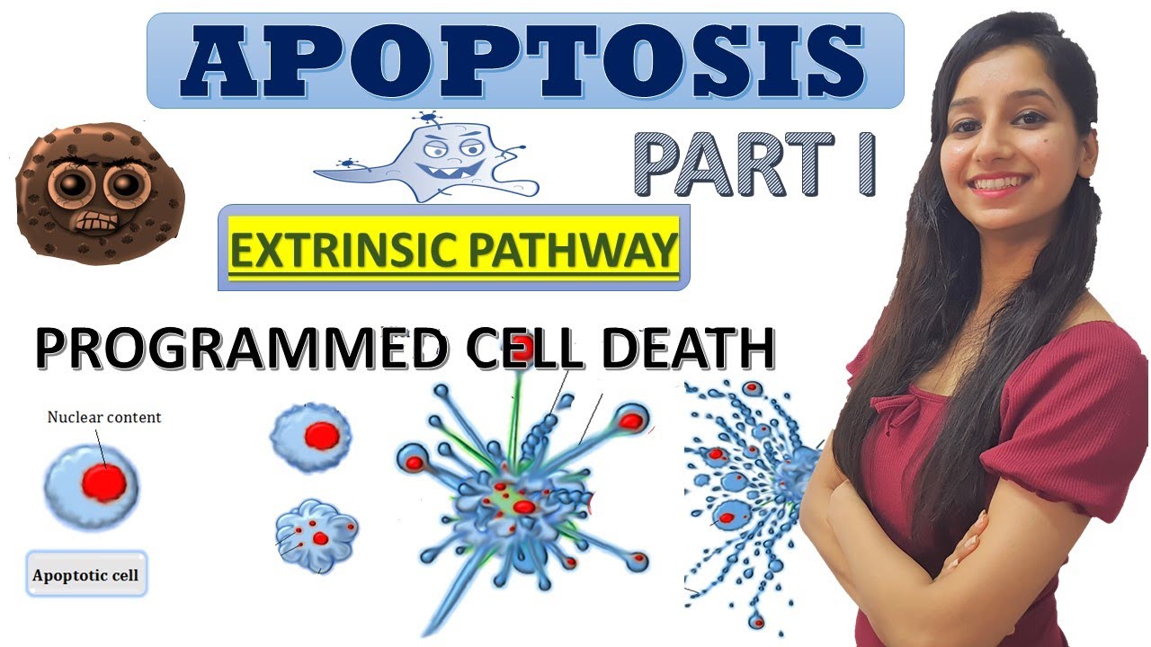 Understanding Apoptosis: The Process of Programmed Cell Death | Galaxy.ai