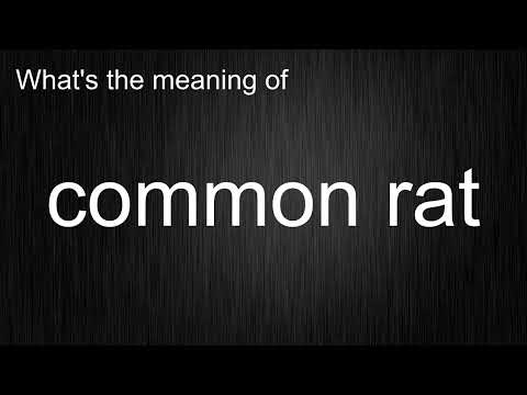 What's the meaning of "common rat", How to pronounce common rat?