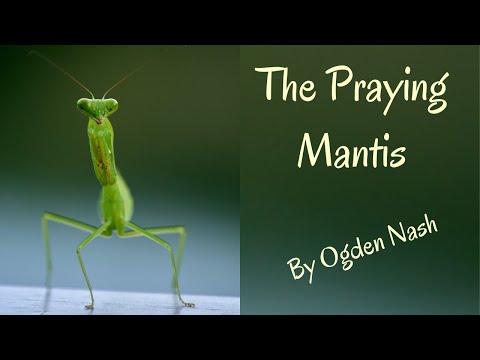 Poem : The Praying Mantis by Ogden Nash