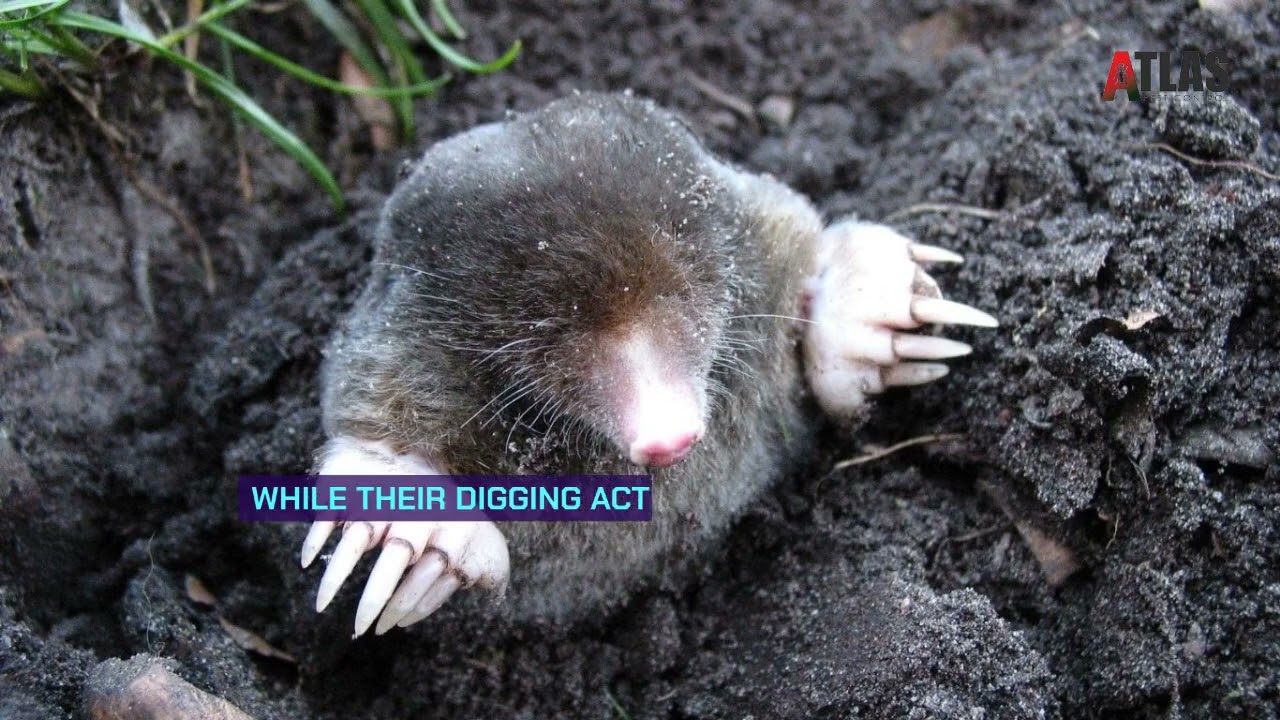 Mole Control  - Oklahoma Pest Control
