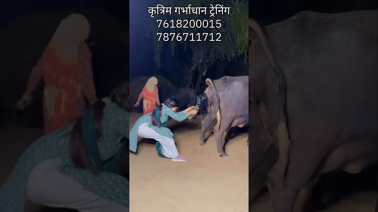 Artificial Insemination Course | Dairy Farming Training
