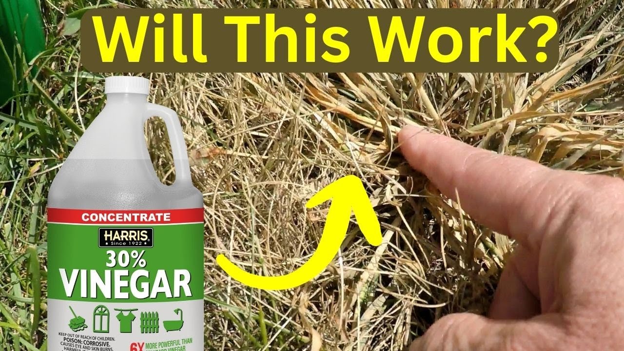 Can Vinegar Beat Roundup for Killing Weeds?