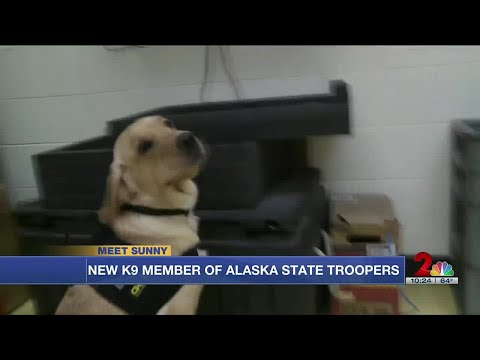 Alaska State Troopers welcome new recruit — say hi to Sunny!