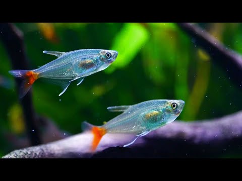 Discovered some beautiful fish . . . and a beautiful nano channel ...