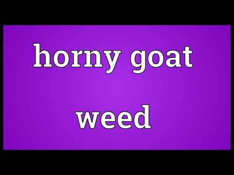Horny goat weed Meaning