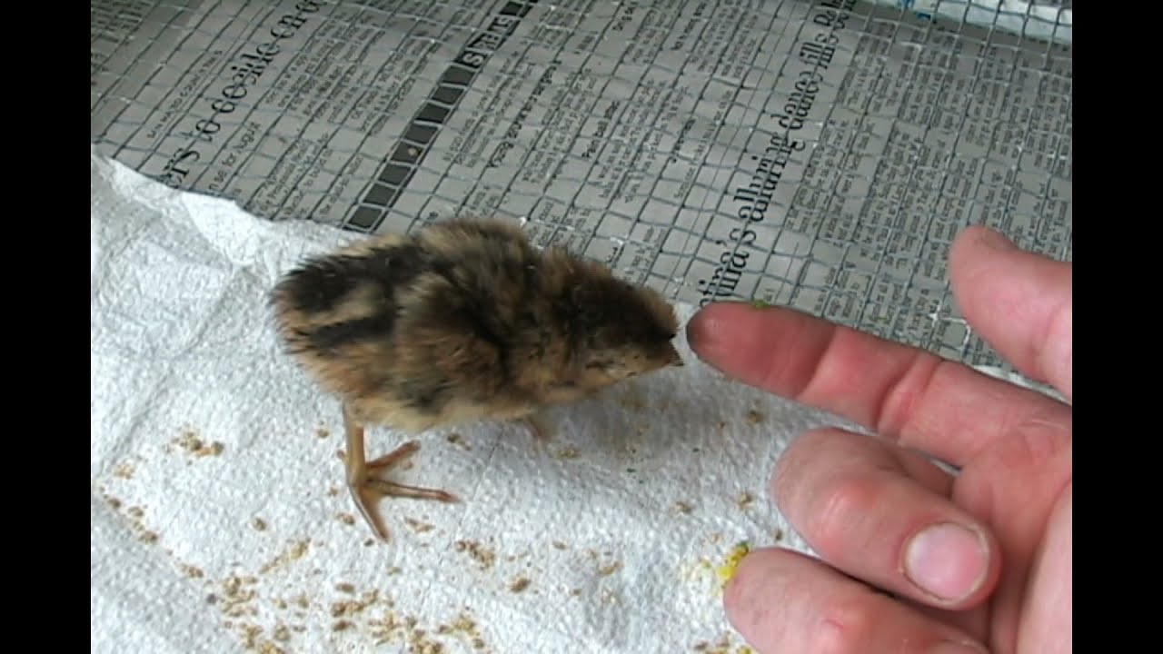Lady Amherst Pheasant Egg Hatches, Chick Grows Up and Flies out of Brooder