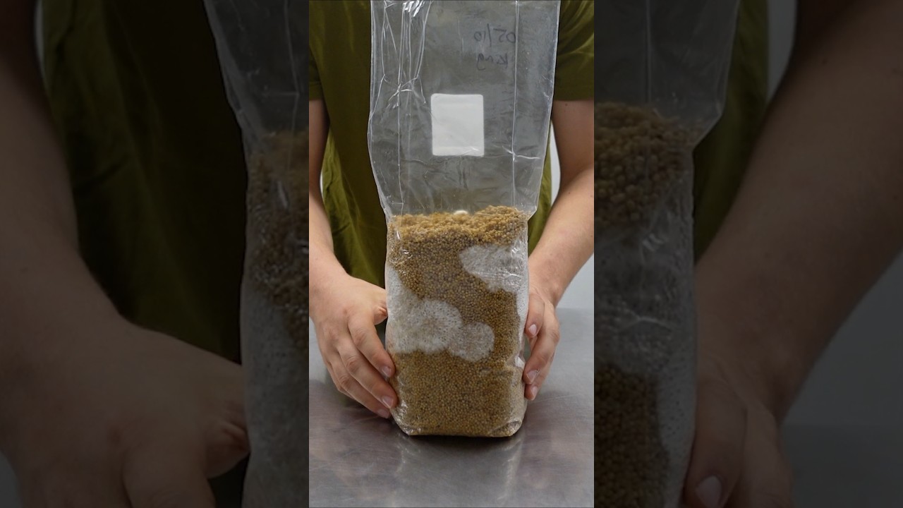 How to Make Mushroom Spawn Bags #mushroomgrowing