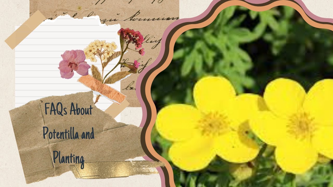 FAQs About Potentilla and Planting