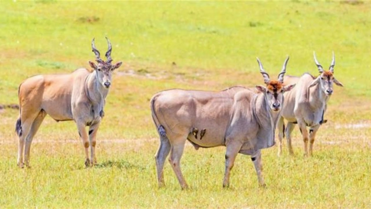Types Of Antelope