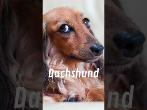 Learn how to say dog in German using English