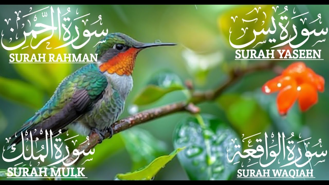 Mind Blessing Surah Yaseen ❤️Surah Rahman ✨ Surah Mulk 💫 Surah Waqiah 🕋Best Recitation Episode 00494