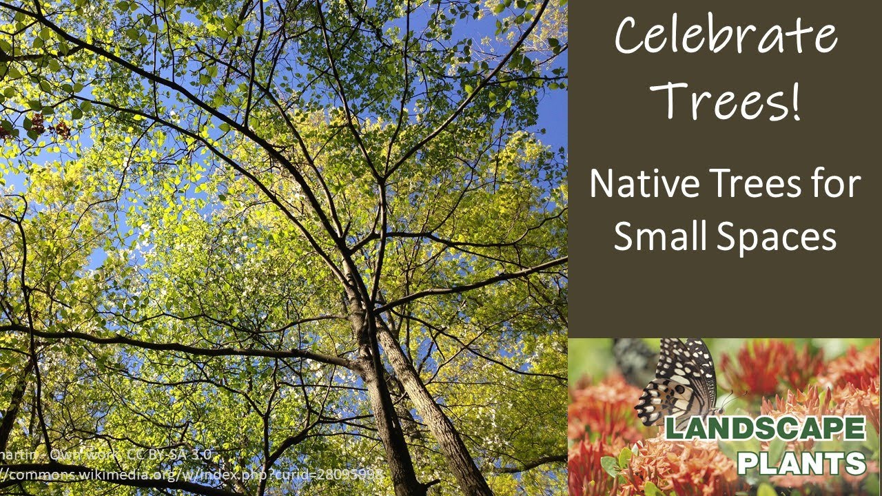 Native Trees for Small Spaces