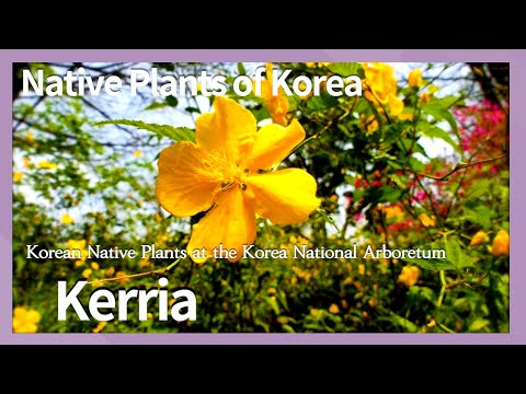 황매화 [Native Plants of Korea. 23]  Kerria  (English version)