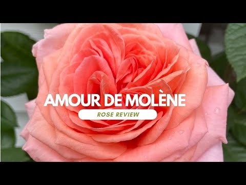 All about my Amour de Molène hybrid tea rose.