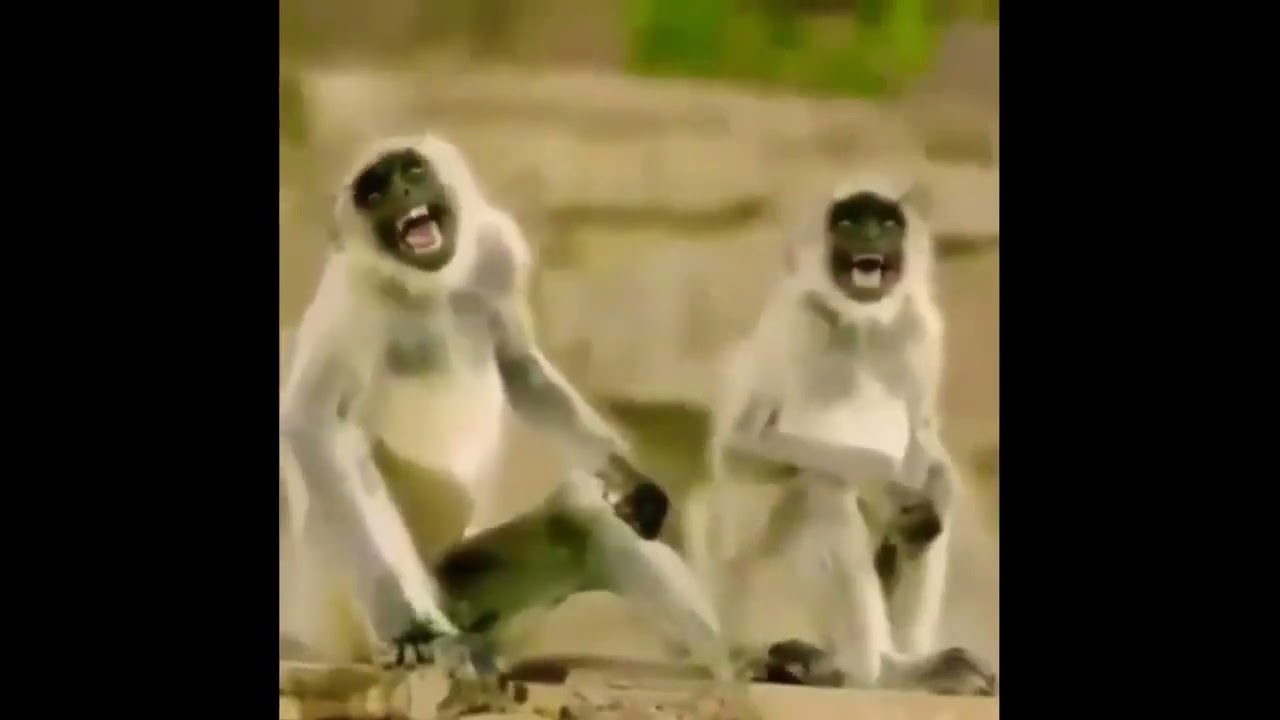 Funny Monkey Laughing Meme Template