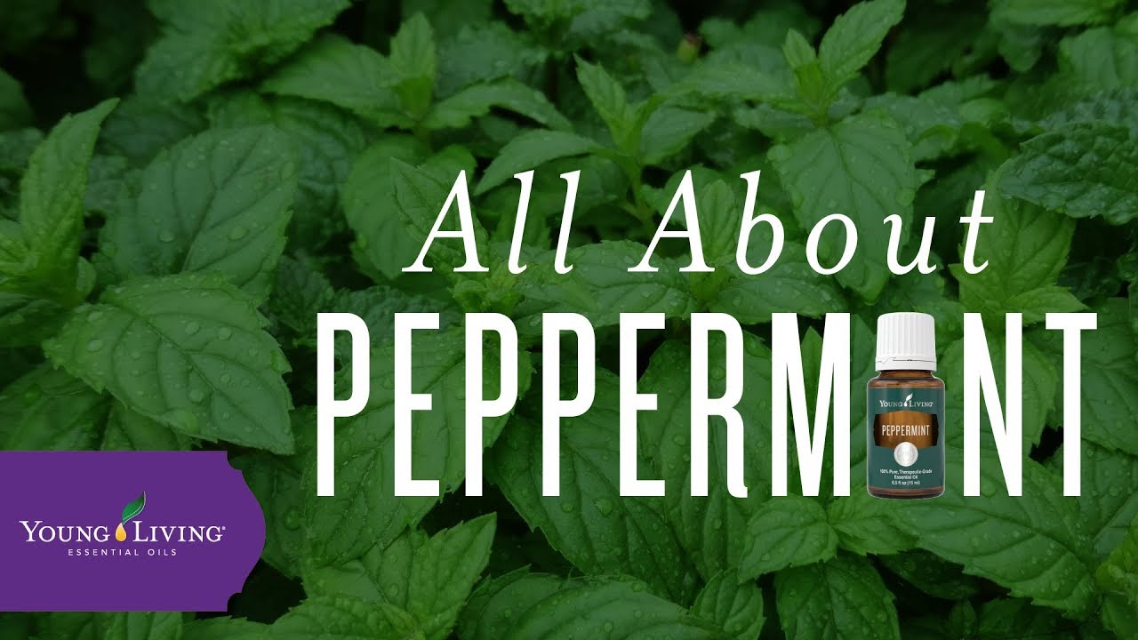 All About Peppermint | Young Living Essential Oils