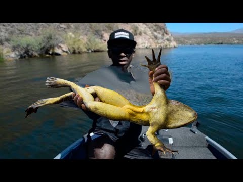 Biggest Animals in The World You Didn't Know Existed