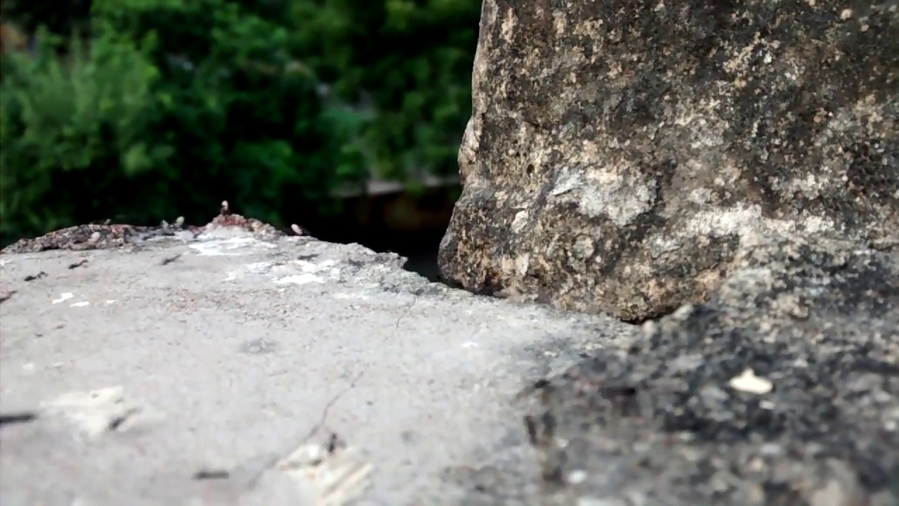 What Ants Do Before Rain