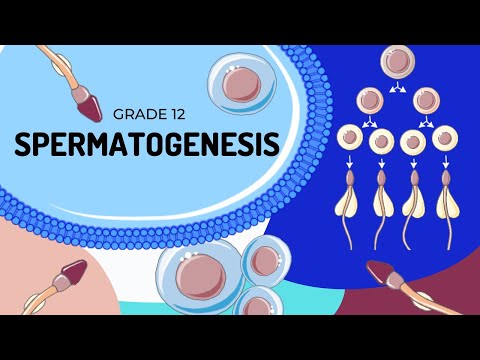 Human Reproduction Spermatogenesis