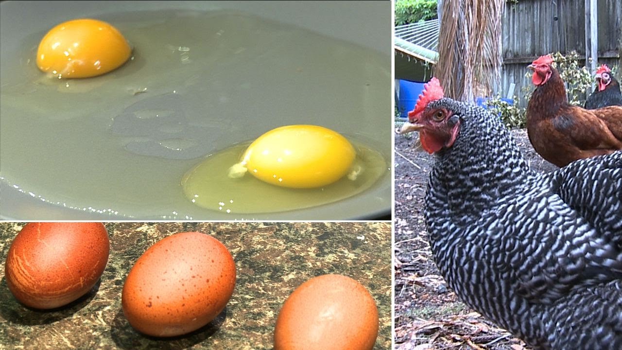 Do eggs from backyard chickens really taste better?