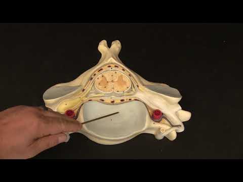 Introduction to the Peripheral Nervous System - The Spine and Spinal Nerves
